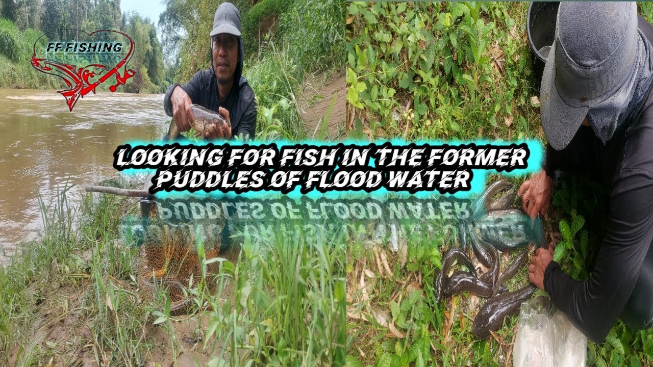 LOOKING FOR FISH IN THE FORMER PUDDLES OF FLOOD WATER - YouTube