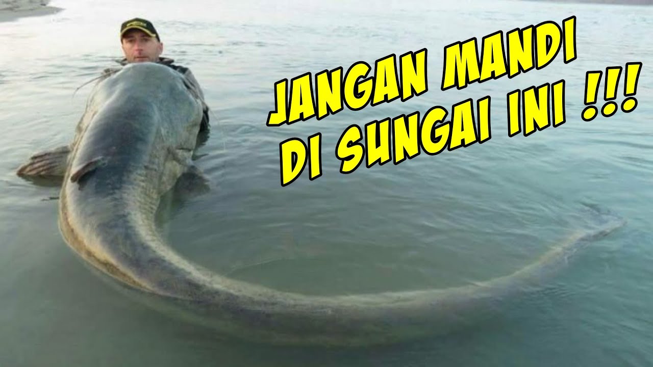 MONSTER MENGERIKAN PENGHUNI SUNGAI AMAZON !!! - YouTube