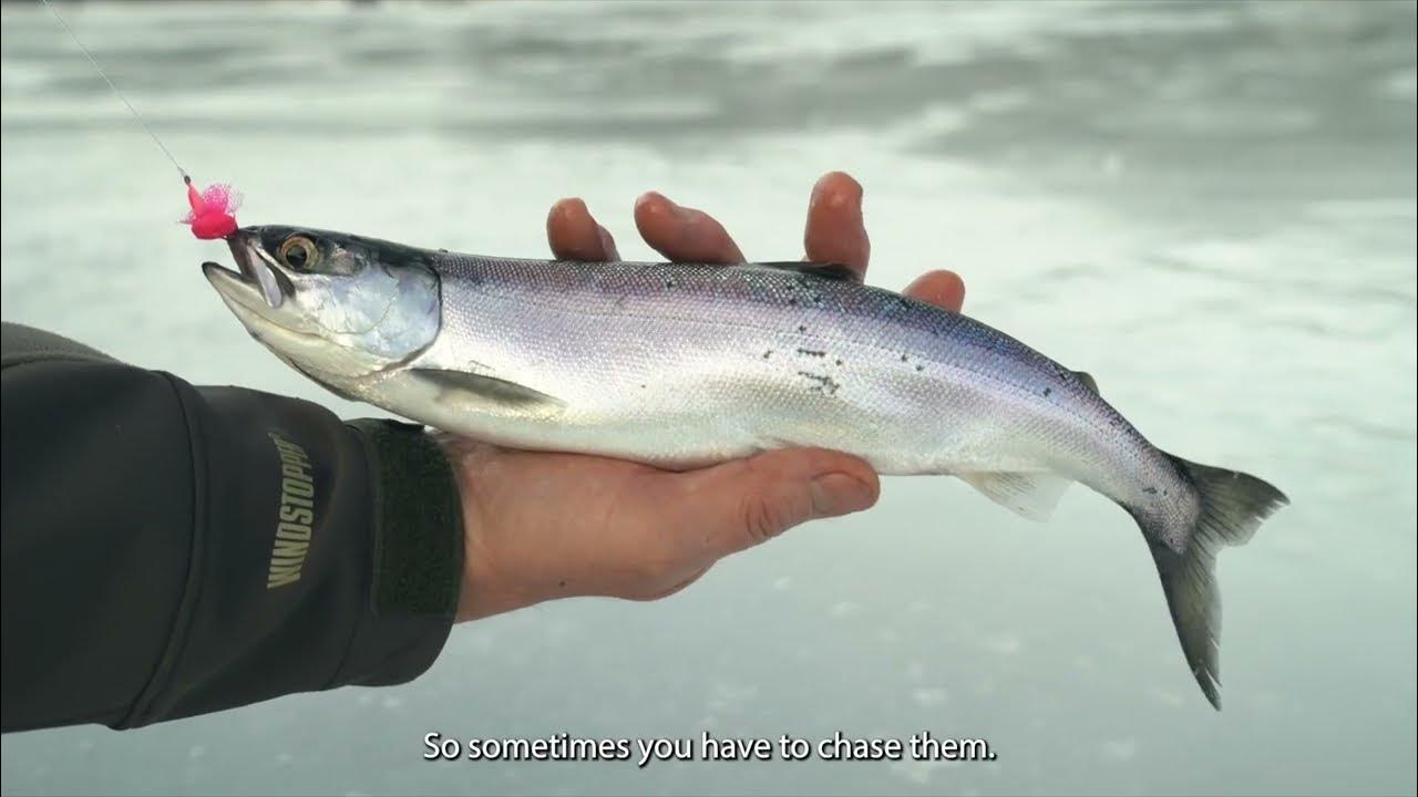 Ice-fishing tips: Techniques for catching kokanee - YouTube