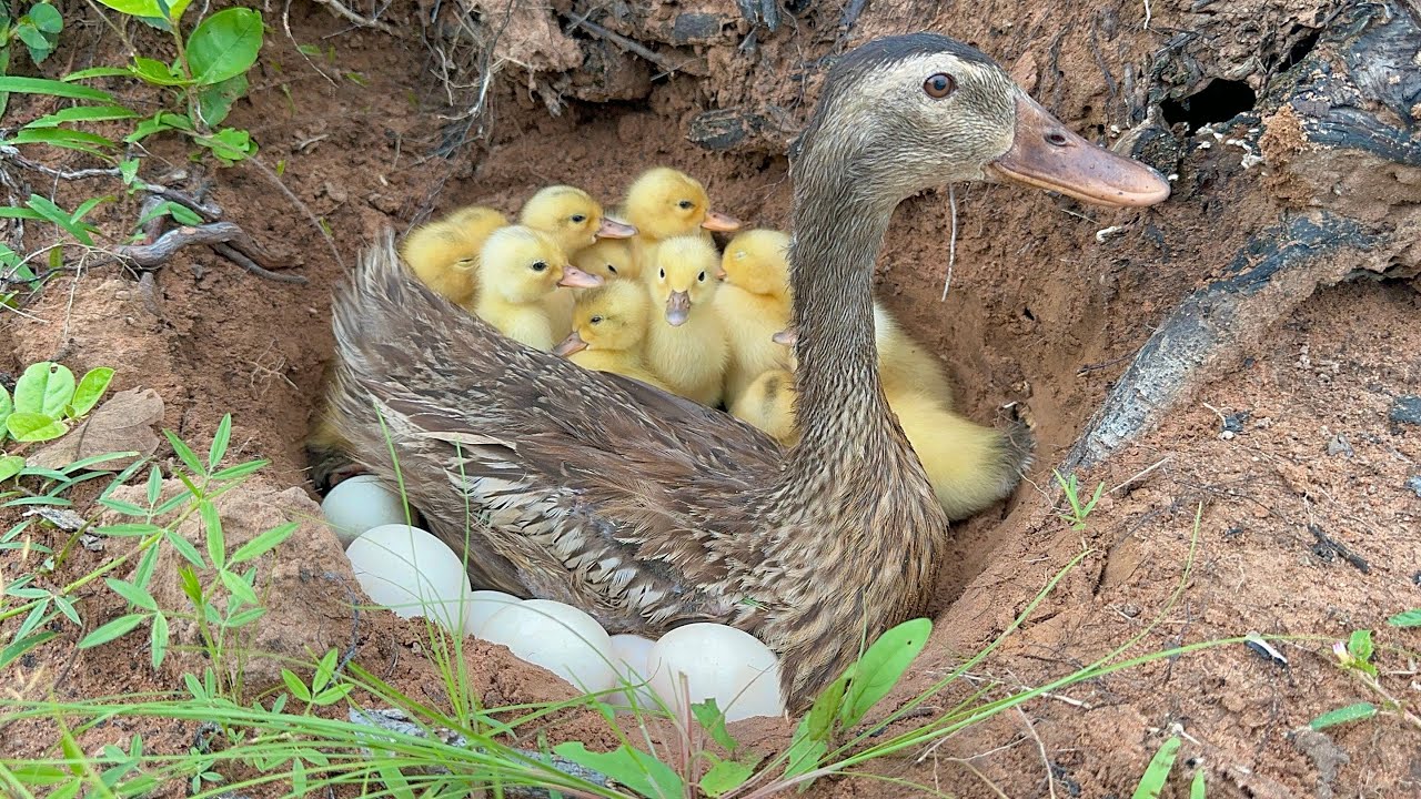 Retrieved Awesome Hatched Duckling - Nesting Beautiful - YouTube