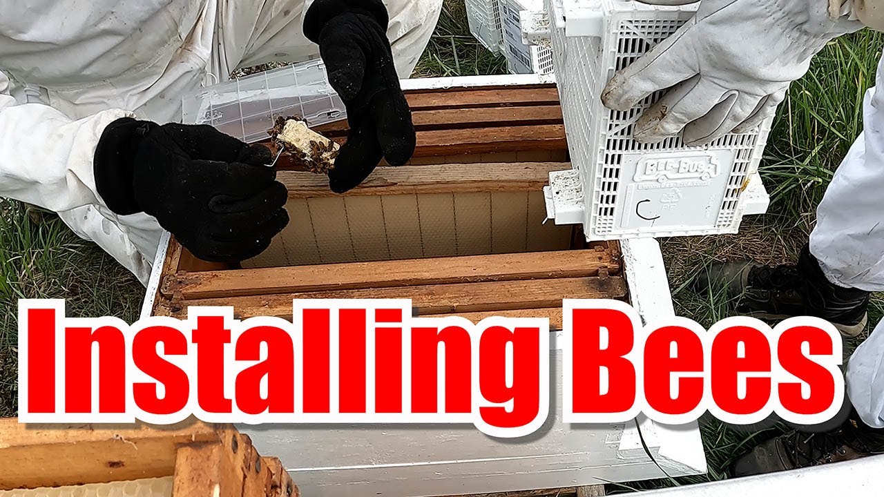 Install Bee Packages - YouTube