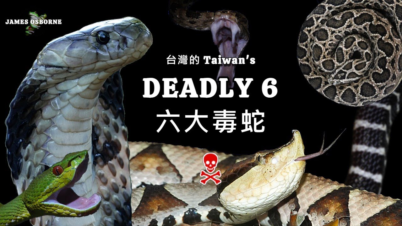 Taiwan's Six Most Dangerous Snakes 台灣的六大毒蛇 - YouTube