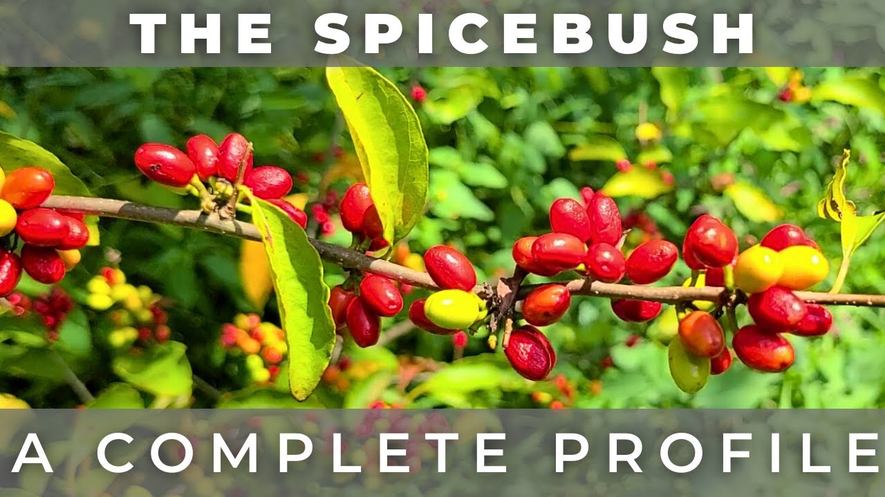 The Spicebush - A Complete Profile - YouTube