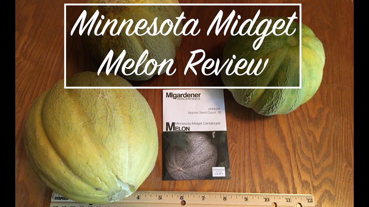 Minnesota Midget Cantaloupe Melon Seed Review - YouTube