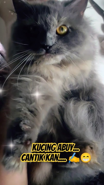 Halo aku kucing Abuy #kucinganabul #kucing #abu #calico #cat - YouTube