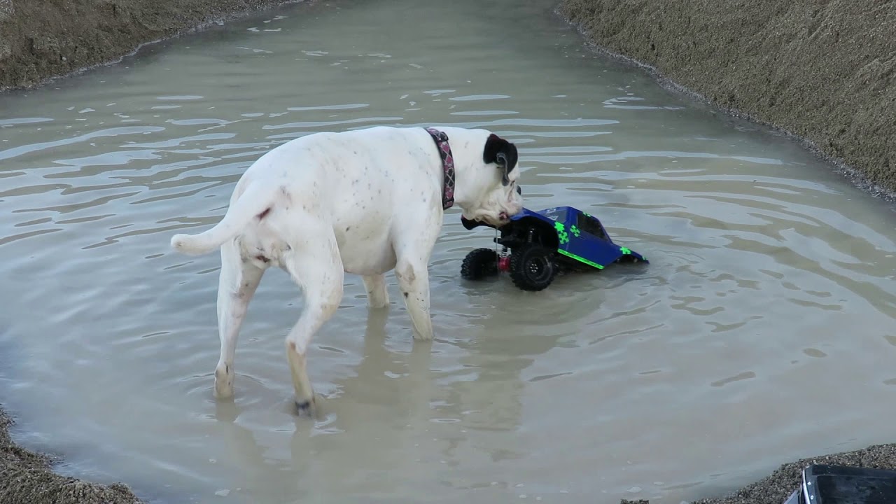 rccb - crawler rescue dog - YouTube