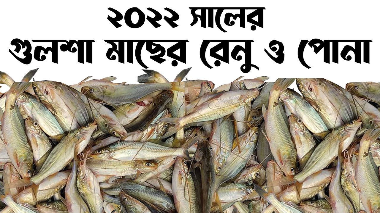 গুলশা মাছ চাষে করনীয়। যোগাযোগঃ 01720-112820. Tips for Gulsha Fish ...