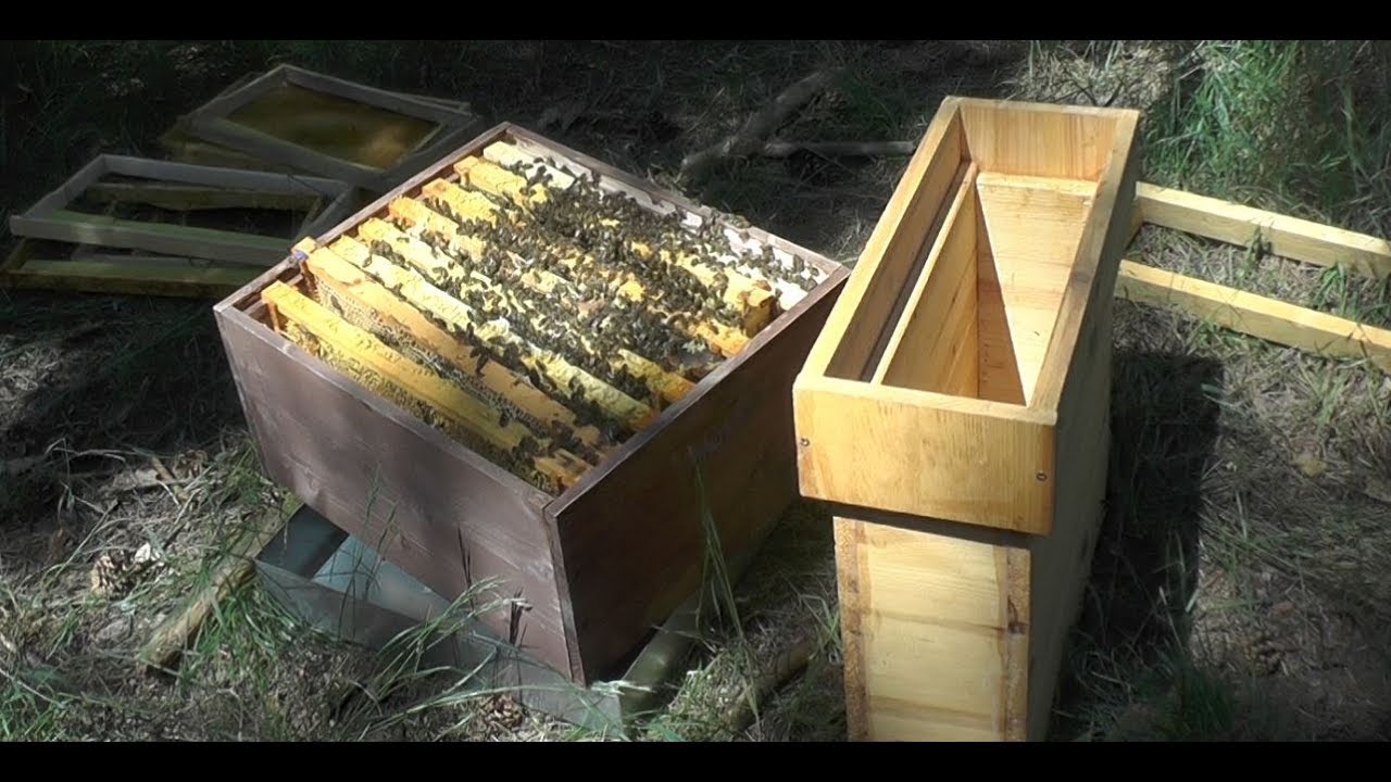 Beekeeping Simple Queen Rearing - Part 1 preparing the Cell Starter ...