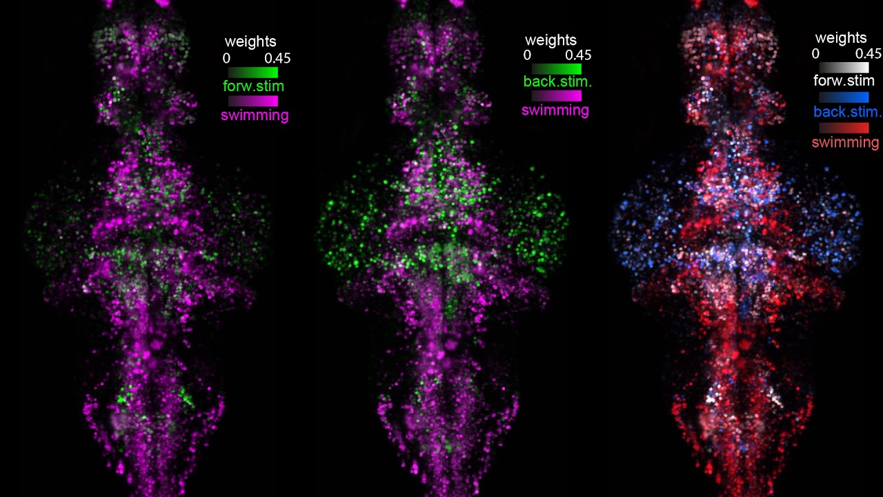 zebrafish brain maps - YouTube