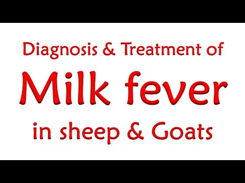 Diagnosis and treatment of Milk fever in sheep & goats by Dr. S ...