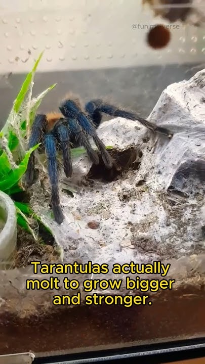 Why Do Tarantulas Shed Their Hair? A Creepy Crawly Makeover! #shorts ...