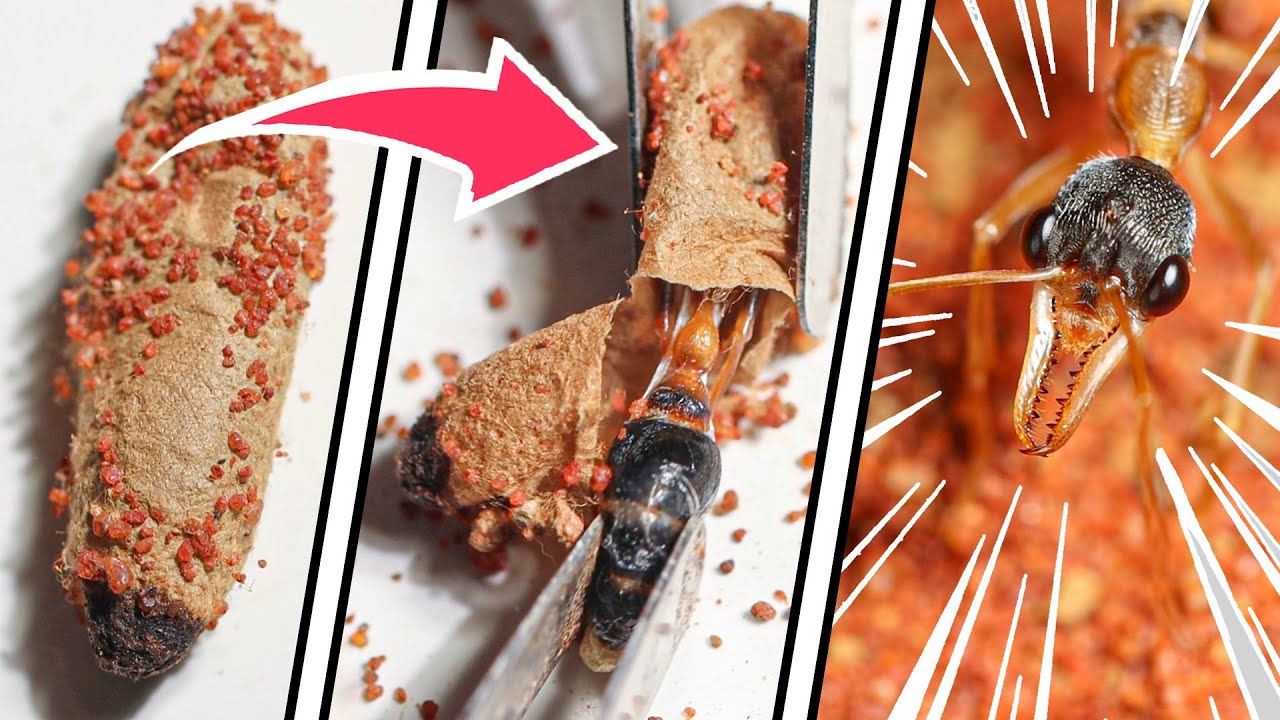 Giving BIRTH To Ants! (INSTANT REGRET) - YouTube