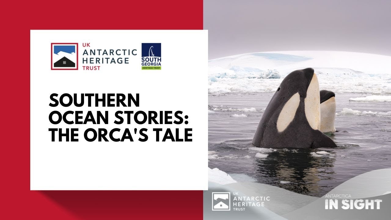 Southern Ocean Stories: The Orca's Tale - YouTube