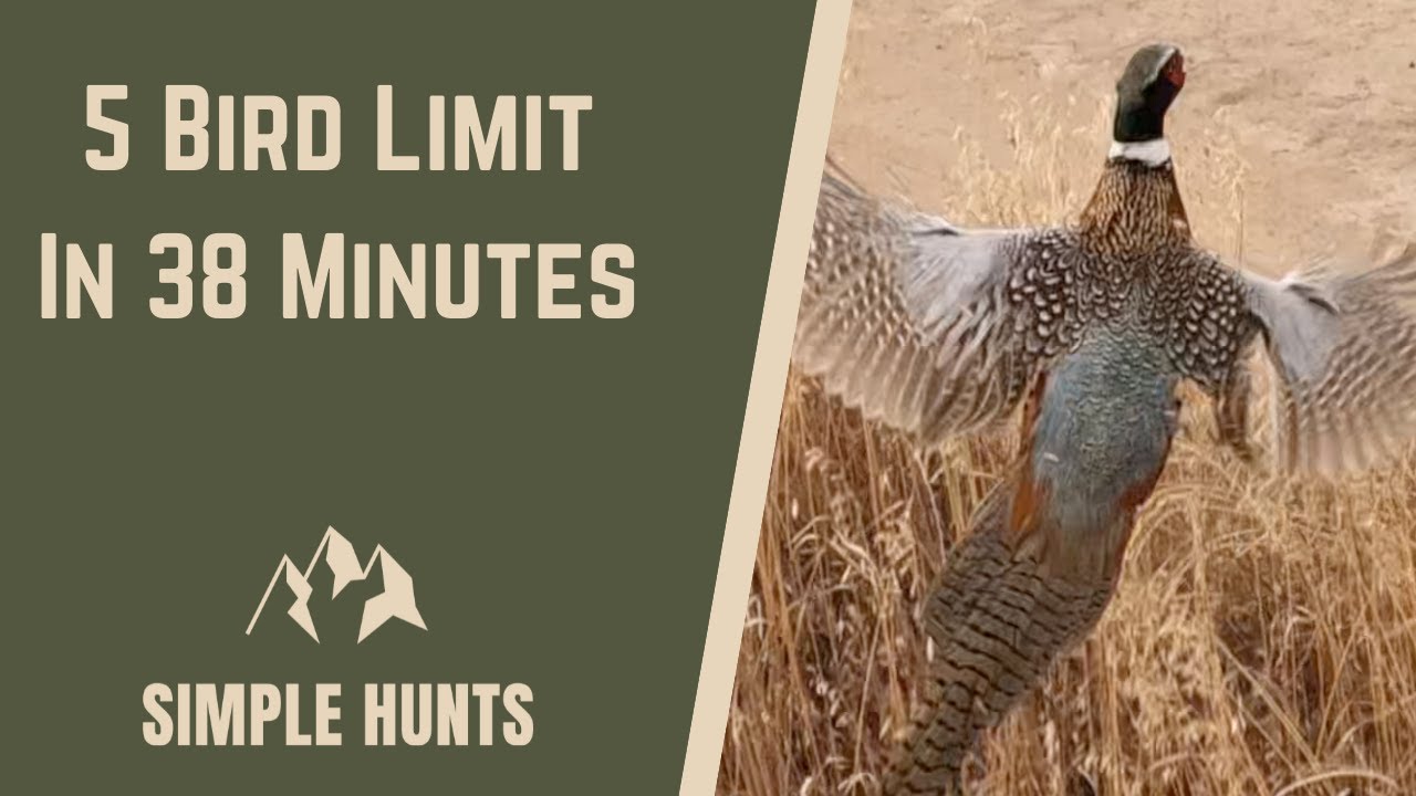 5 Bird Limit in 38 minutes | Colorado Pheasant Hunting @ Rocky Mountain ...