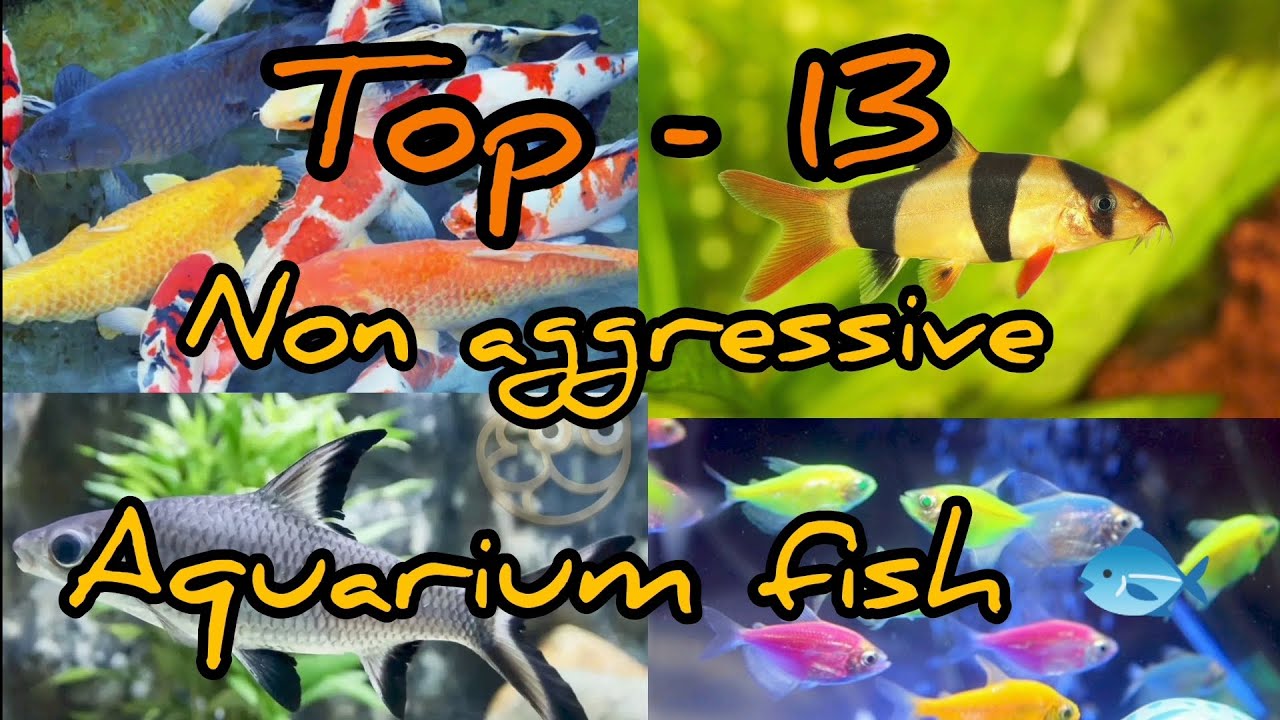Top -13 Non aggressive aquarium fish 🐟 | non aggressive fish | aquarium ...