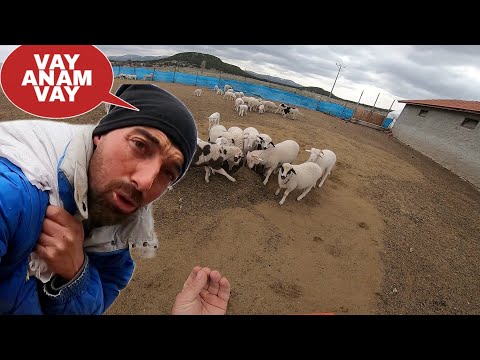 VAY ANAM VAY!EV İŞLERİ Mİ ZOR KOYUN OTLATMAK MI?KEÇİ YİNE DAĞA KAÇMIŞ