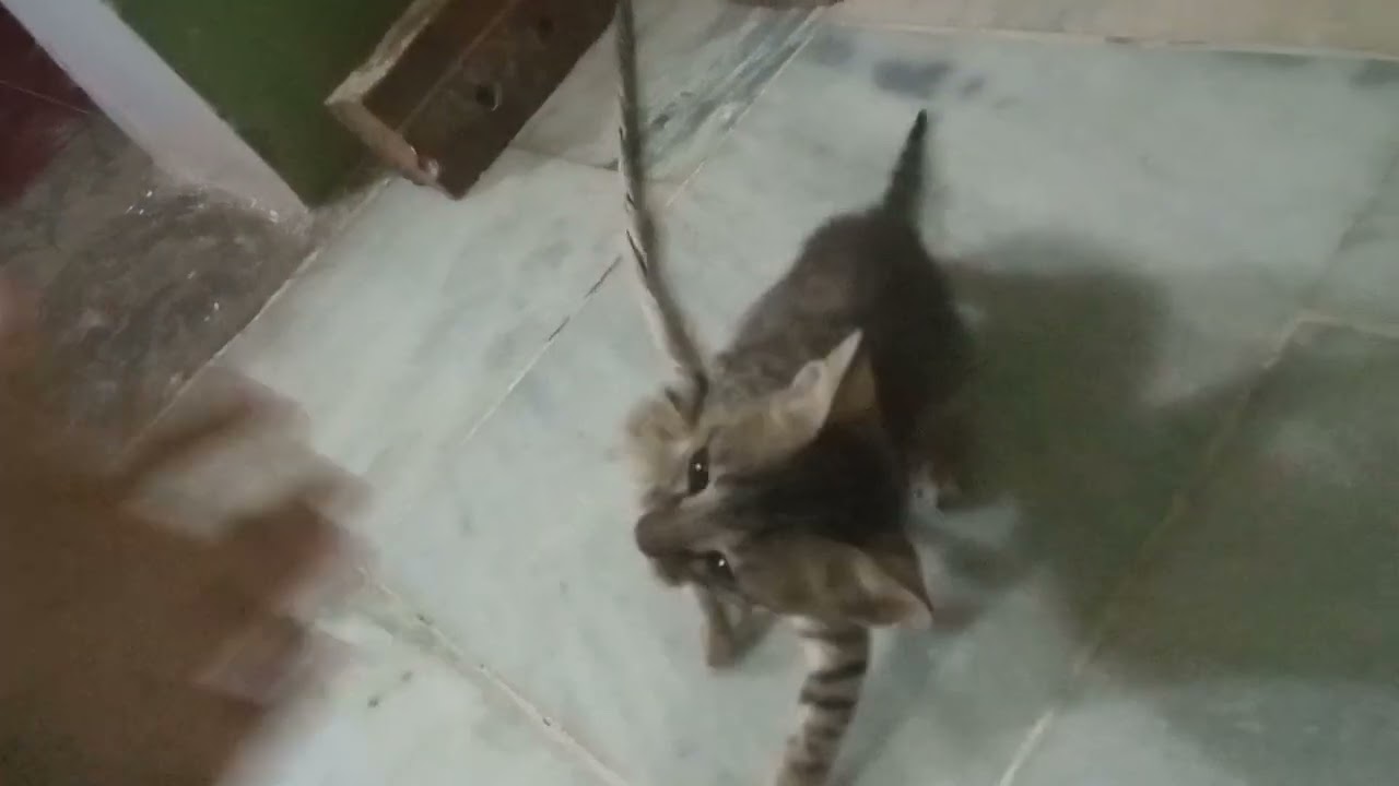 @Dimden Cat - YouTube