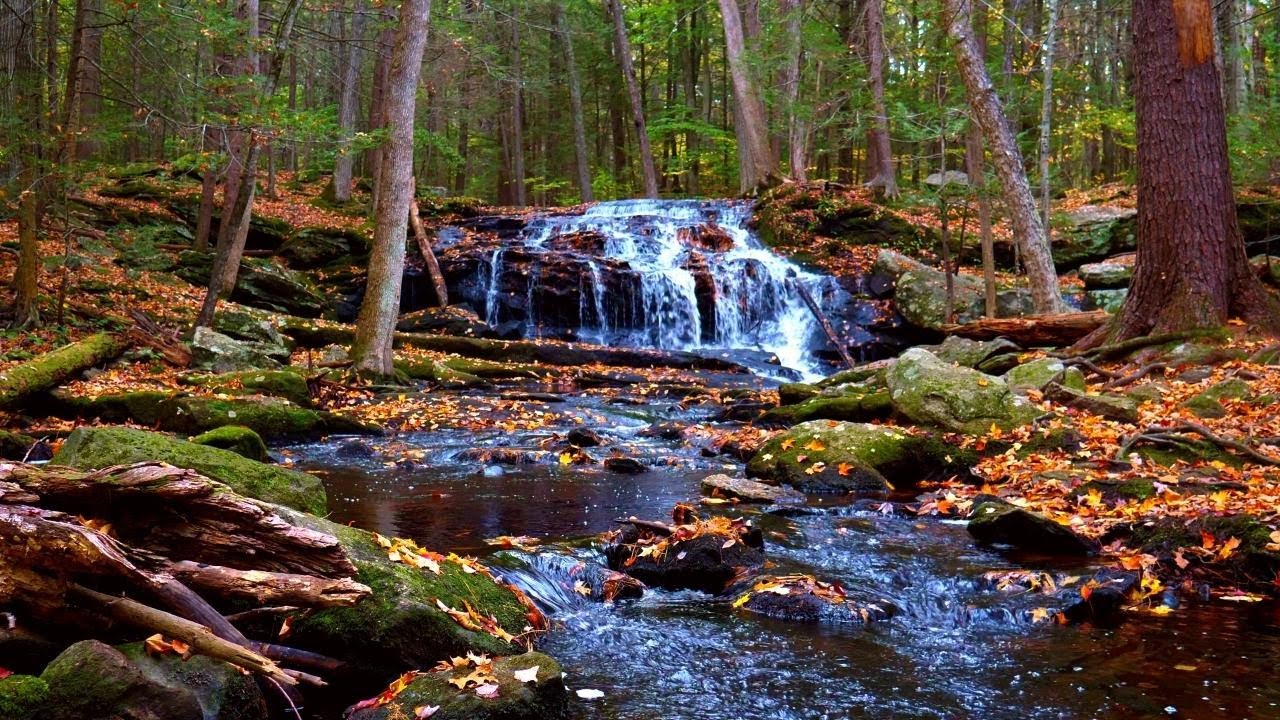 Autumn Forest Waterfall Video. Nature Sounds Autumn Forest. Autumn ...