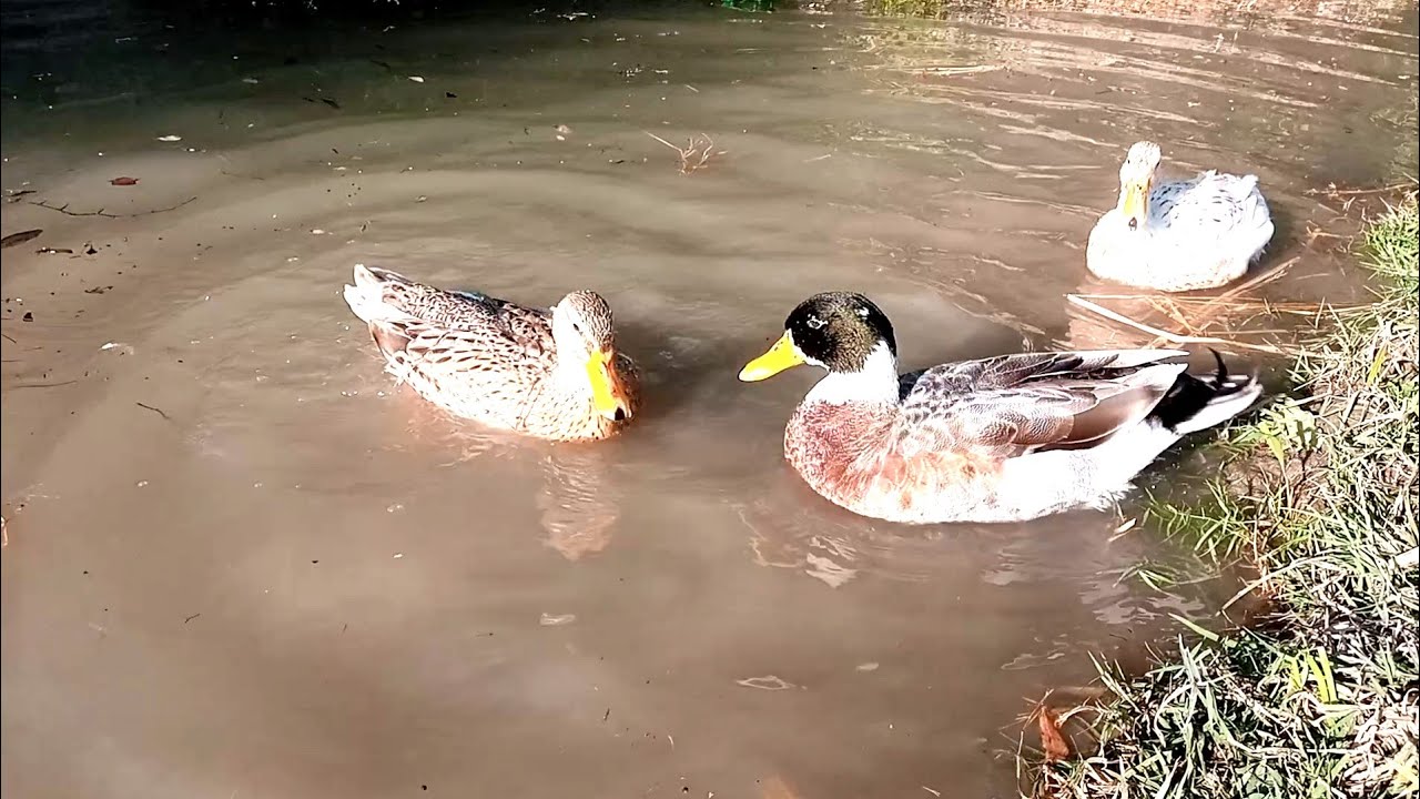 Three beautiful ducks swimming in The Water sindh village life daily ...