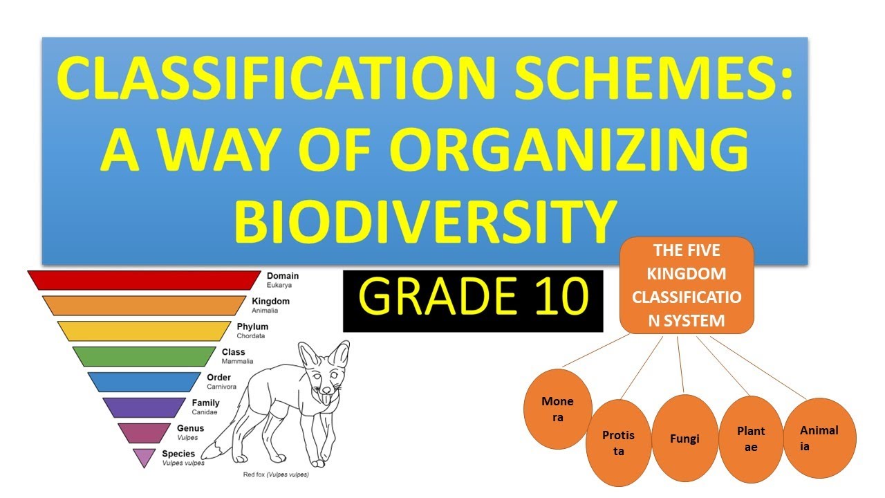 CLASSIFICATION SCHEMES: A WAY OF ORGANIZING BIODIVERSITY : GRADE 10 ...