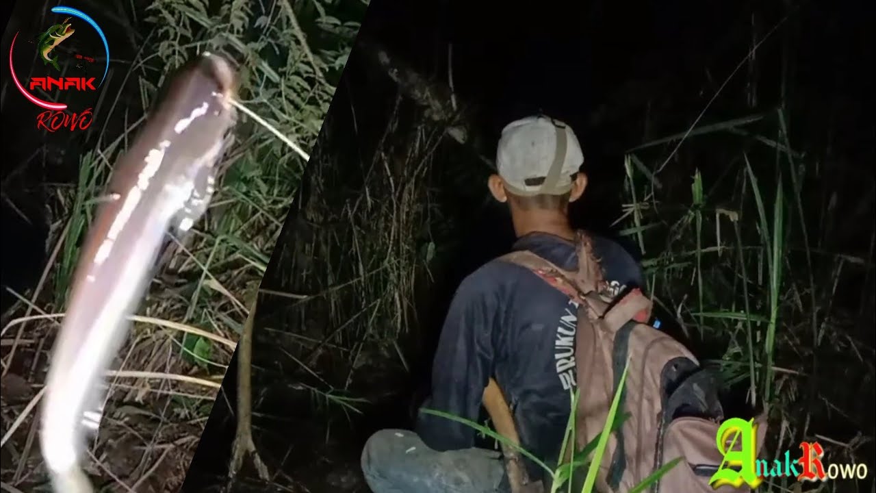 Mancing Malam Streak Monster Ikan Lembat Dan Ikan Baung #mancing # ...