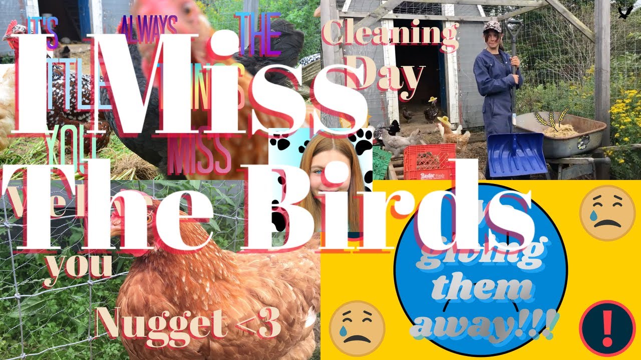 I Miss Them So Much | A Montage to the Birds | ft. Drivers Licence ...