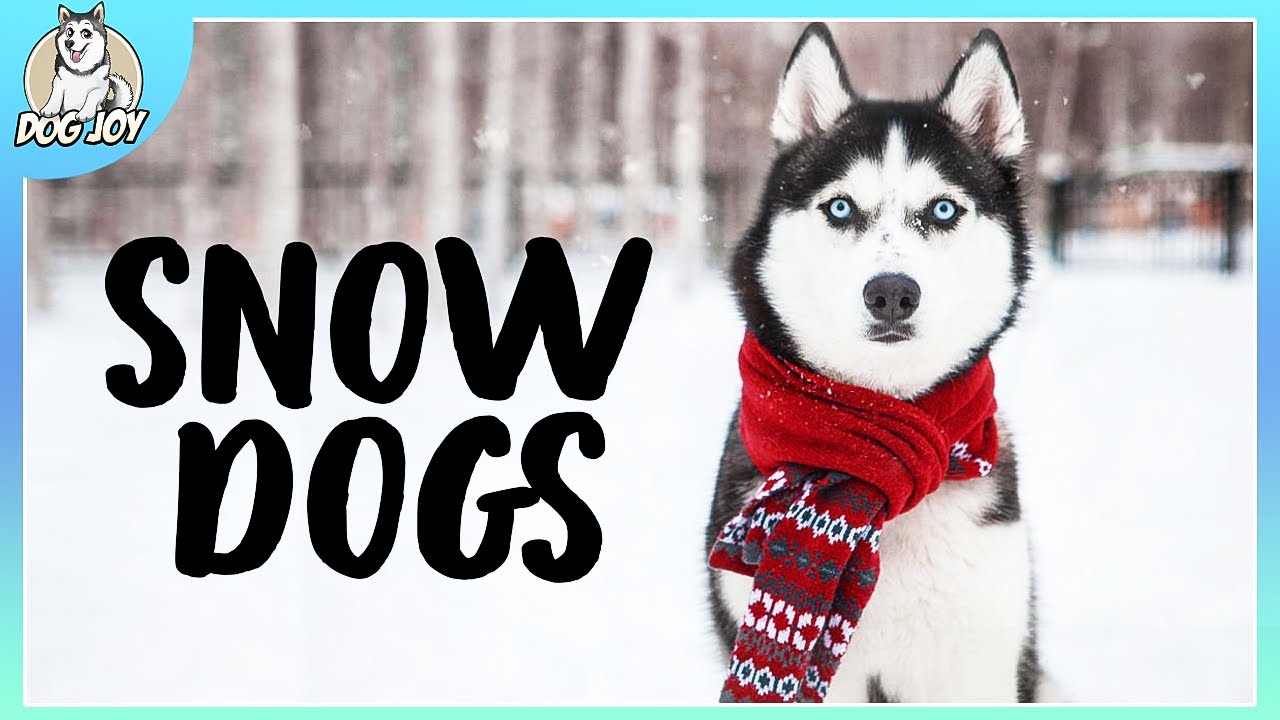 The Ultimate Guide to Best Dog Breeds for Snowy Terrains - YouTube