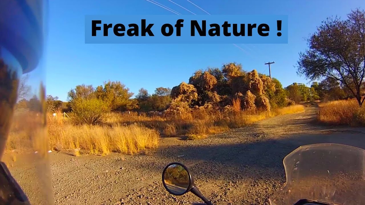 Freak of Nature ! - YouTube