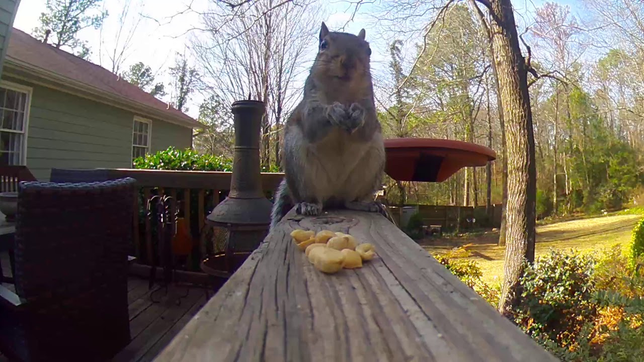 Happy Chewing Squirrel - YouTube