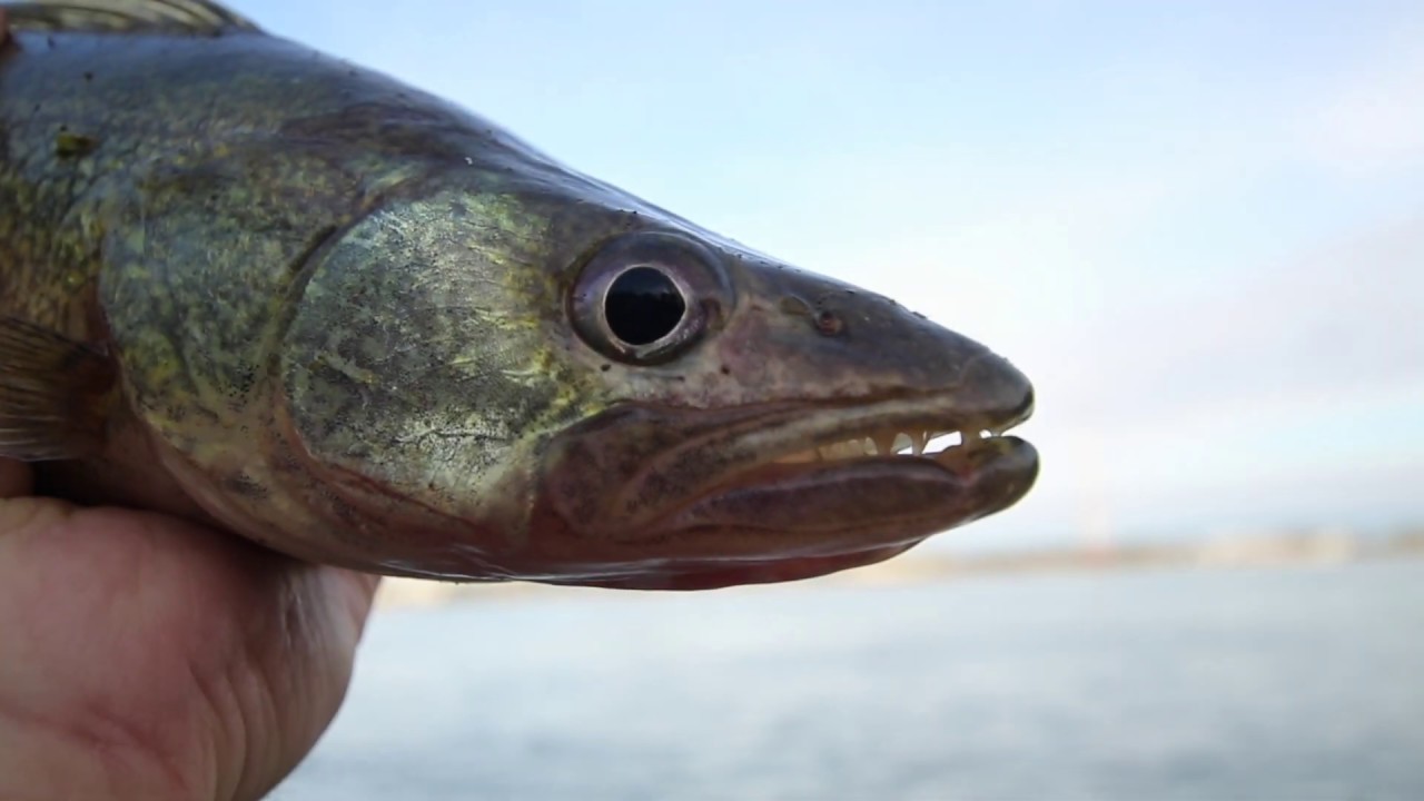 Michigan Walleye Fishing Promo. - YouTube