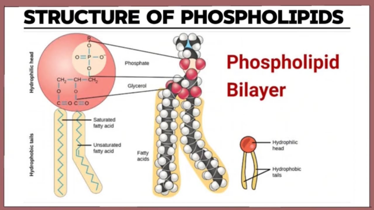 4: Phospholipids, it’s Classification and Structure | Chemistry of ...