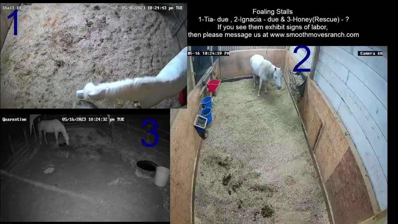 Foal Watch 2023 - YouTube