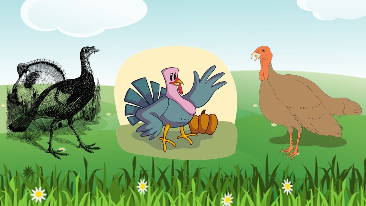 Suara binatang kalkun | turkey sounds - YouTube