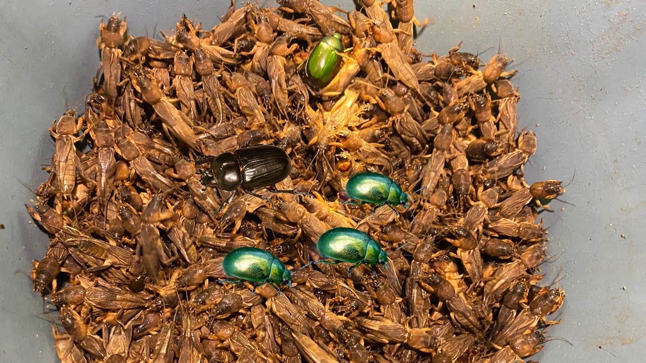 Catching Mole crickets, Butterfly,Fly At Night. #insects #animal # ...