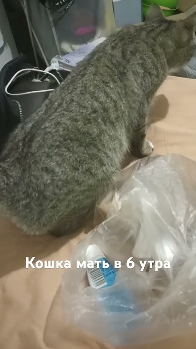 Кошка мать Cat Cute кошка Youtube
