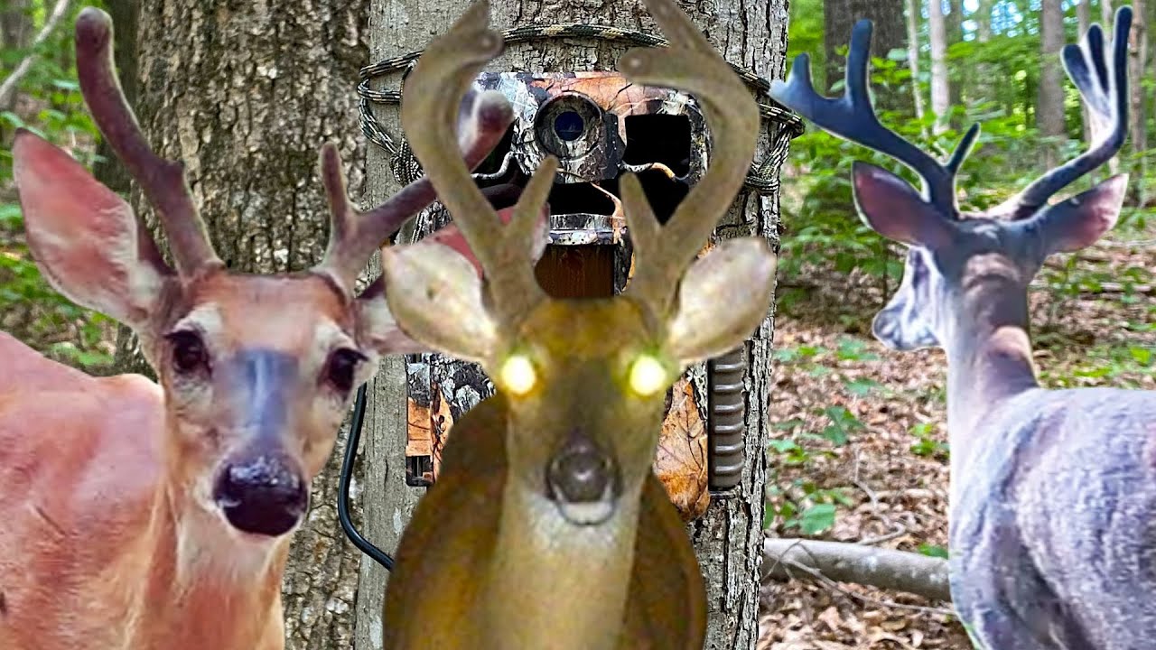 Full Velvet Summer Bucks Trail Cam Videos - YouTube