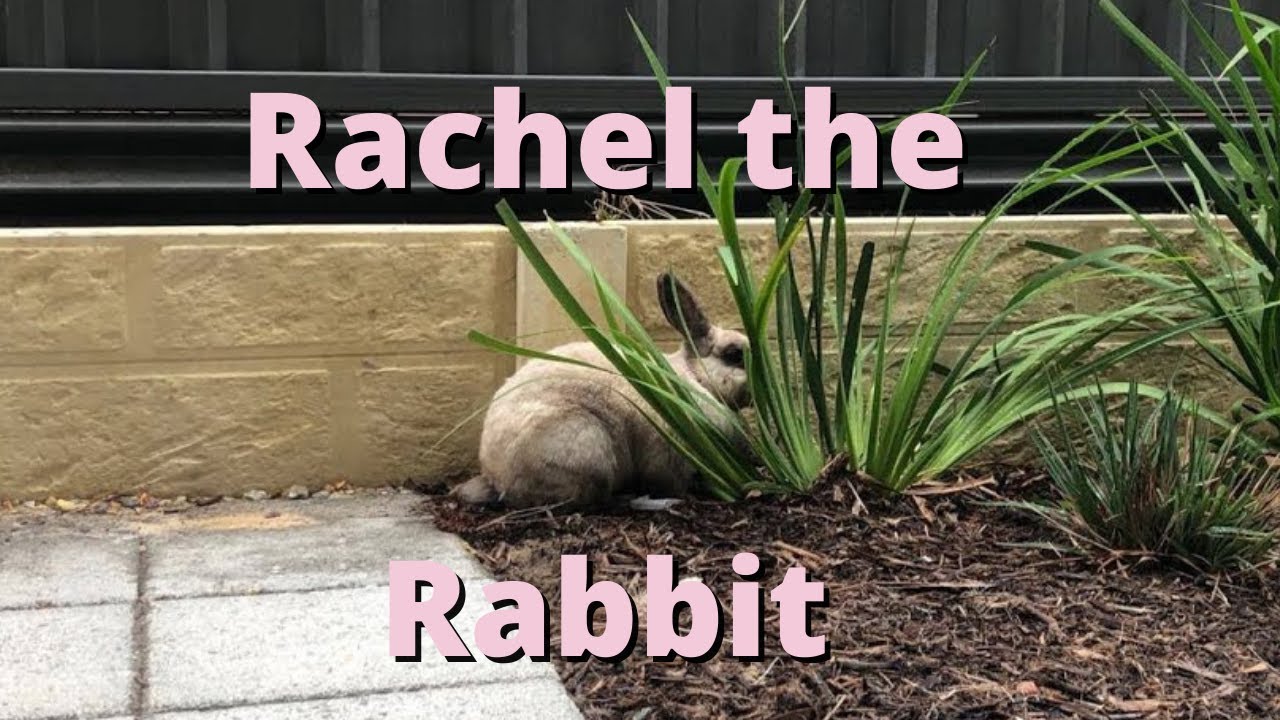 Meet Rachel the rabbit - YouTube