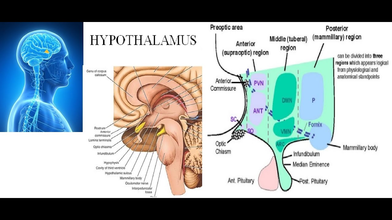 Lamina Terminalis Hypothalamus