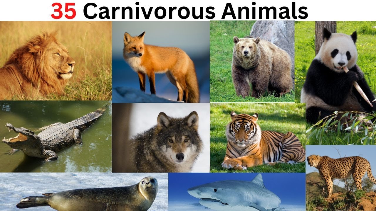 LEARN About Carnivorous Meat Eating Animals With Spellings | Pre-School ...