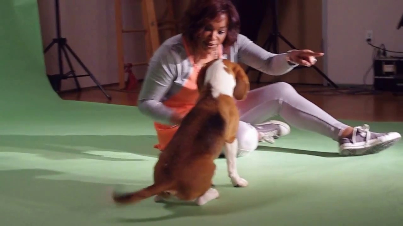 Great Day Houston's Deborah Duncan and Her Crazy Beagle Chester - YouTube