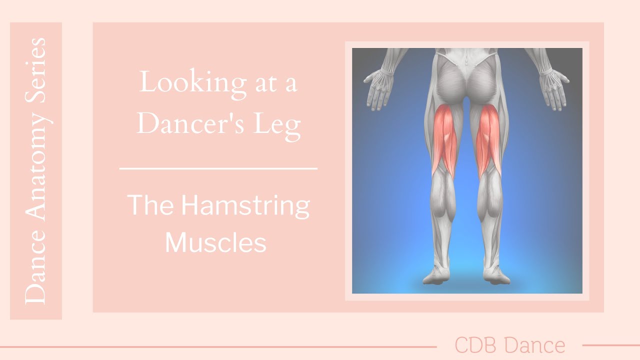 The Dancer's leg - looking at the Hamstring Muscles - YouTube