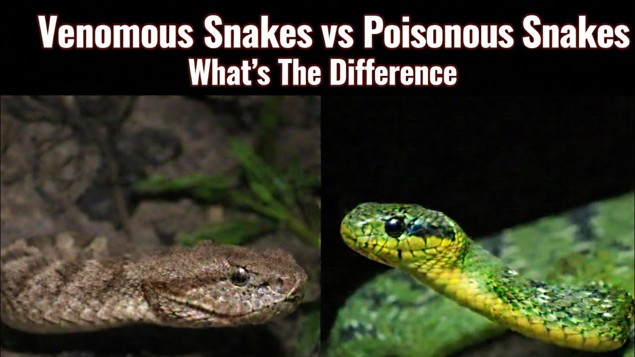 Poisonous Snakes!!!! Let's learn about 'em🐍☠️ - YouTube