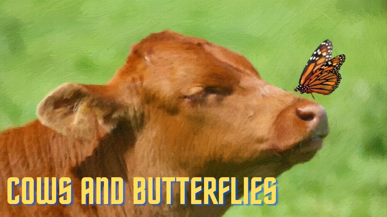 Can Cows Create Butterfly Habitat? - YouTube