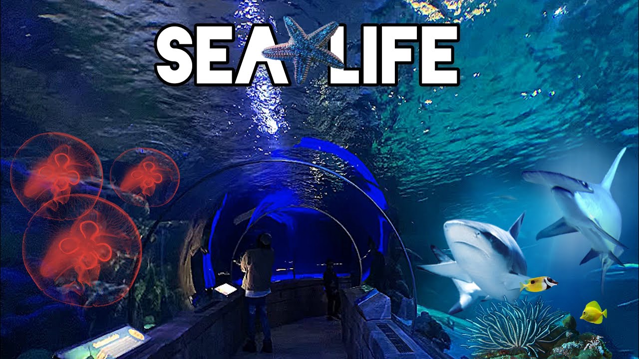 VLOG: We went to SEA LIFE | A FAMILY DAY OUTSIDE! - YouTube