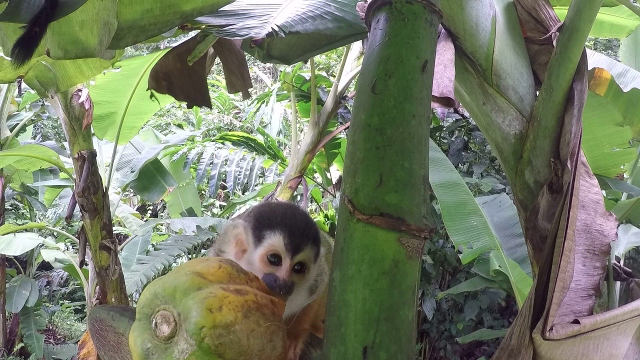 Monos titi costa rica - YouTube