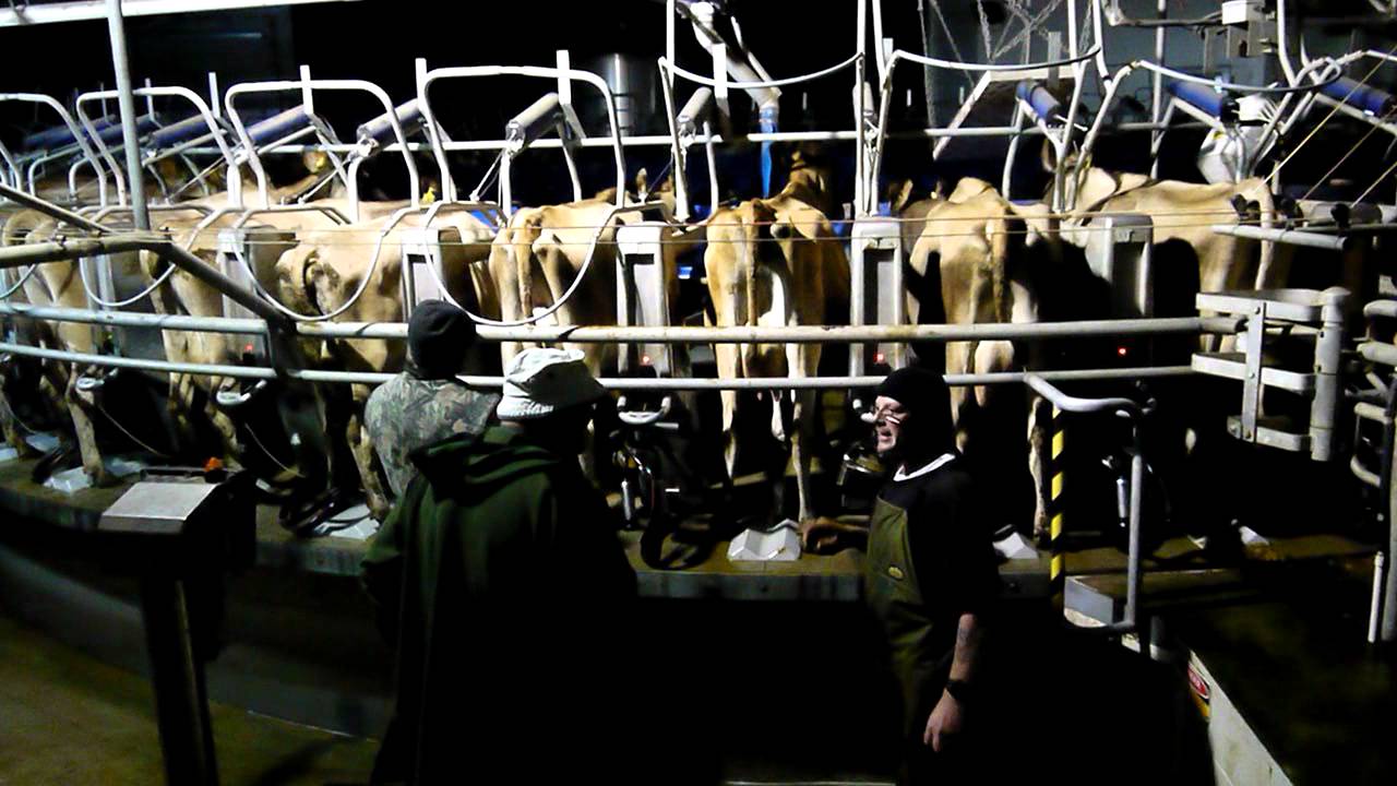 Cows merry go round milk shed - YouTube