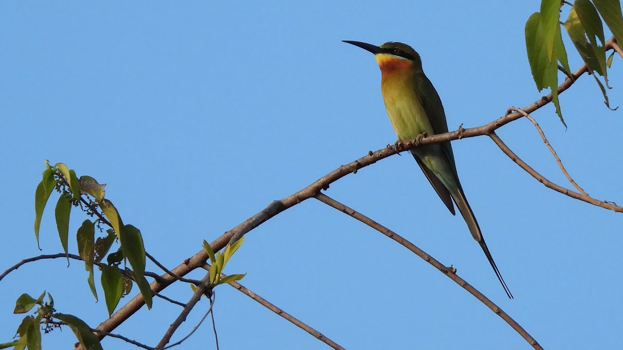 Merops philippinus - YouTube