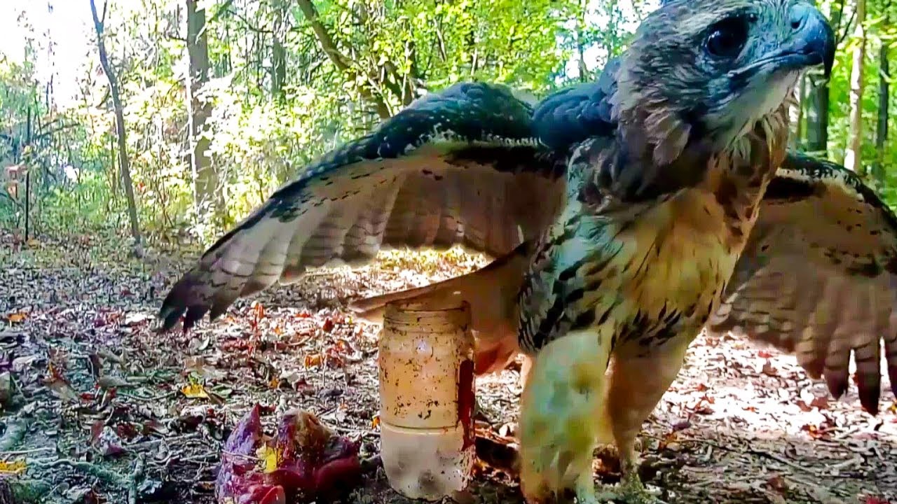 Screaming Red-Tailed Hawk attacking pork! - YouTube