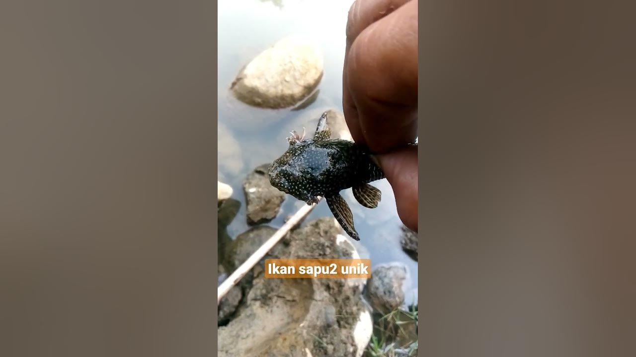 Ikan Sapu2 Unik Youtube