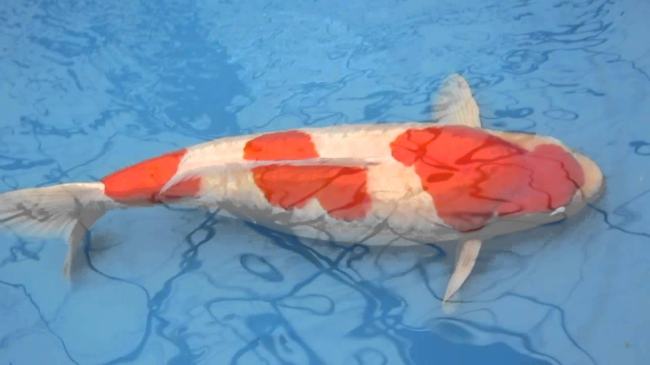 Hoshikin Jumbo 3 Steps Kohaku Japanese Koi Fish - YouTube